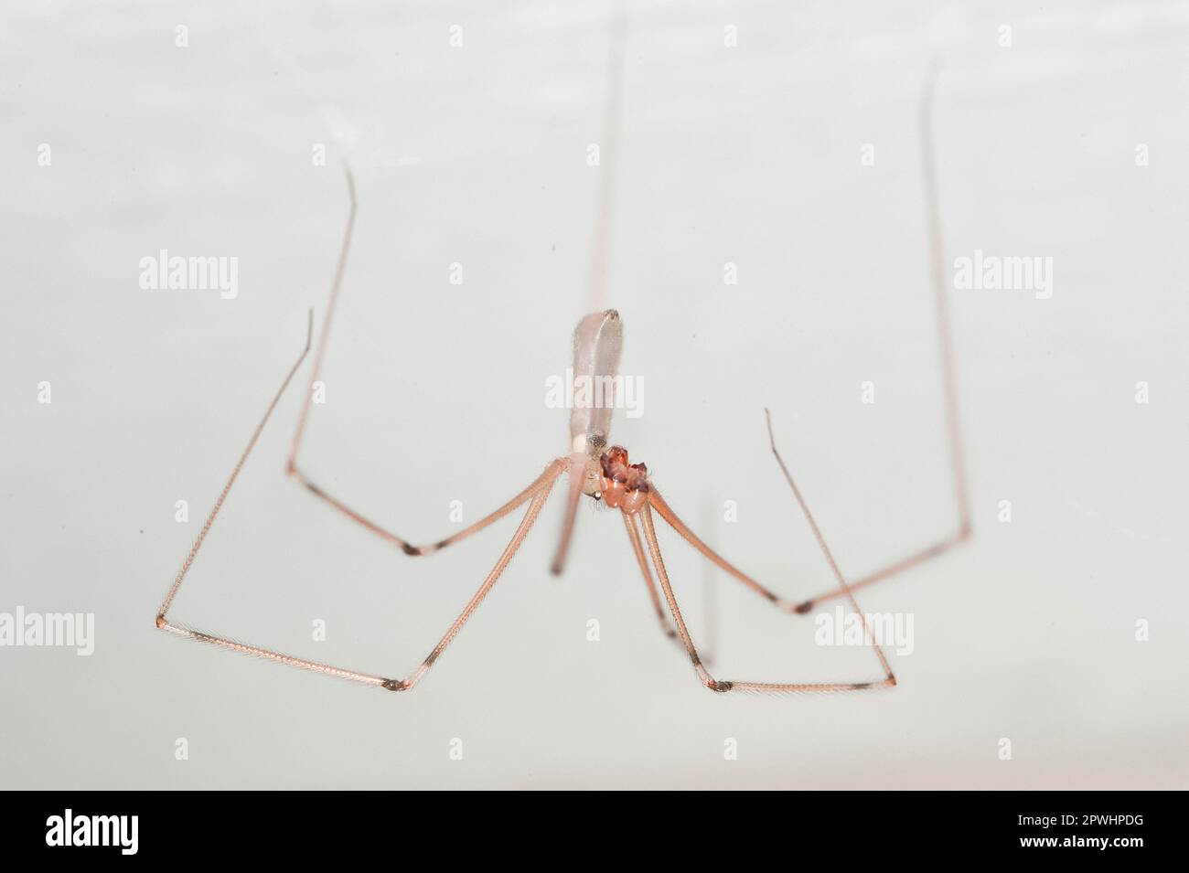 Trembling spider hi-res stock photography and images - Alamy