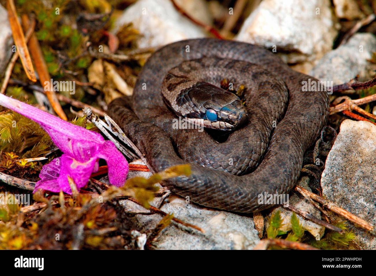 Young newborn baby snake snake hi-res stock photography and images - Alamy