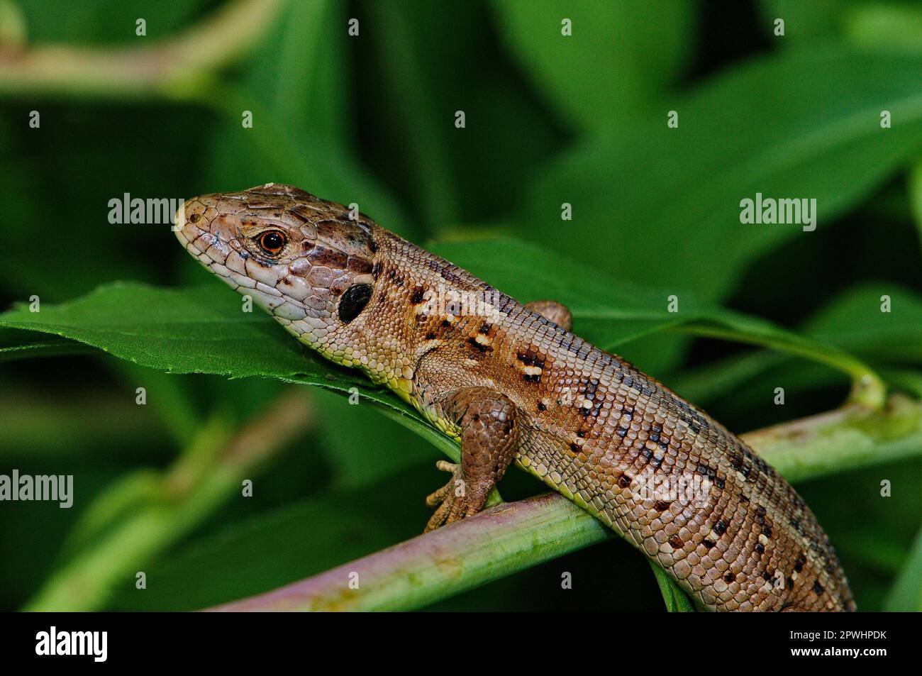 Mature sand lizard hi-res stock photography and images - Alamy