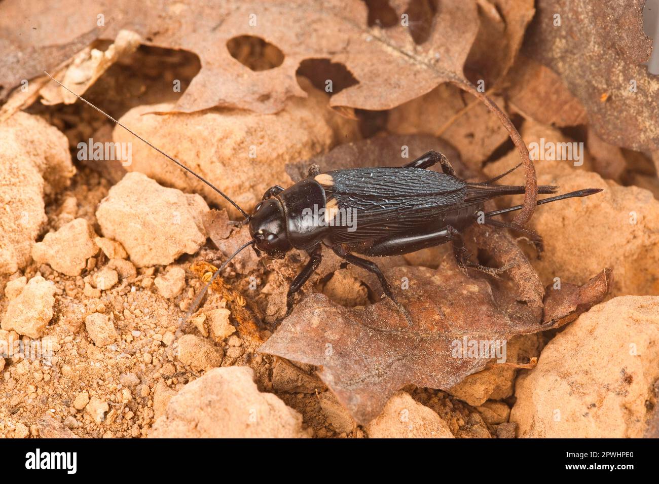 Spotted cricket hi-res stock photography and images - Alamy