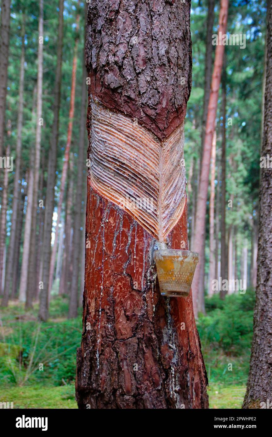 Resin leaches on pine, leach, roeten, resin extraction Stock Photo - Alamy