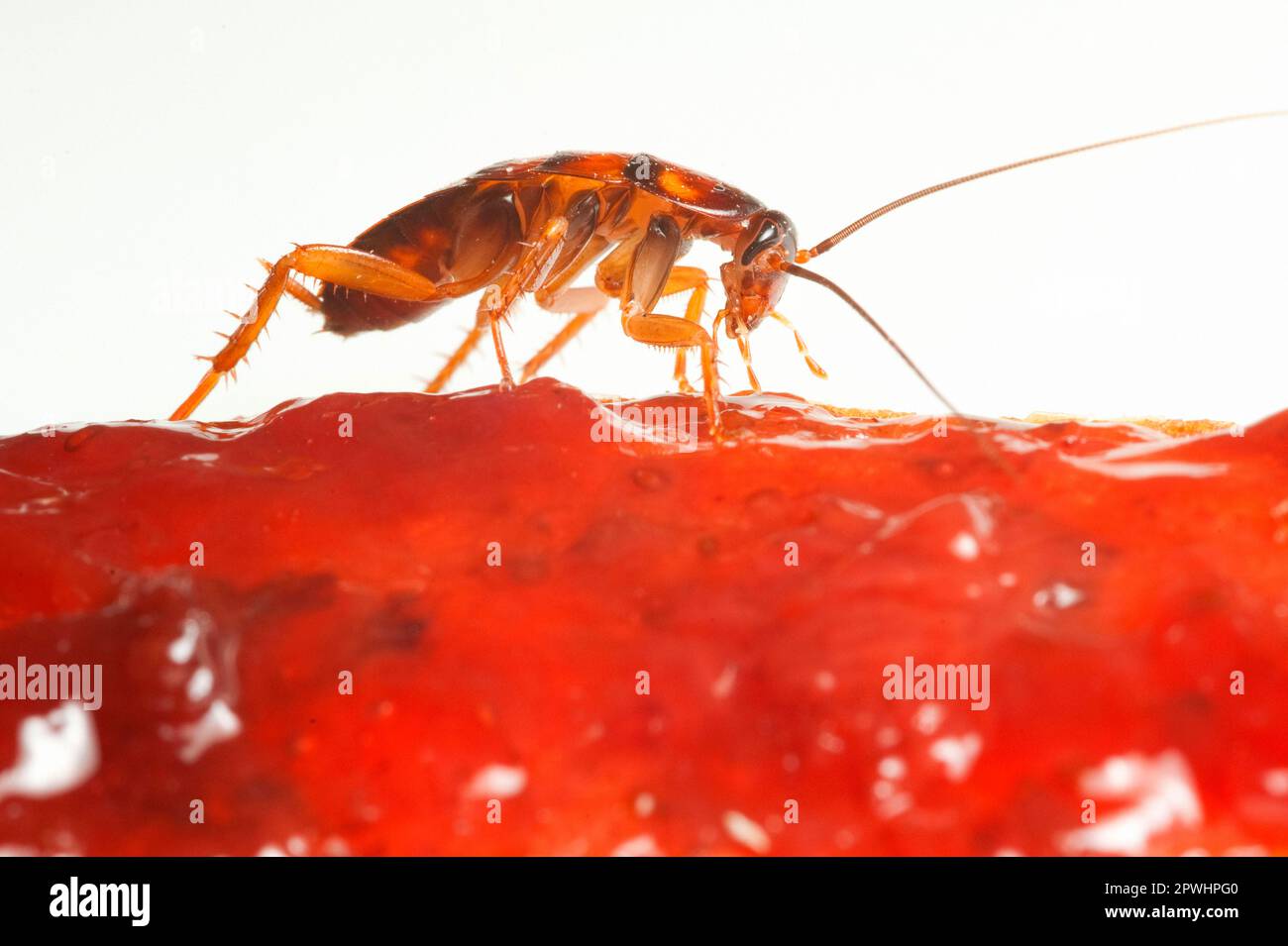 Cockroach side view hi-res stock photography and images - Alamy