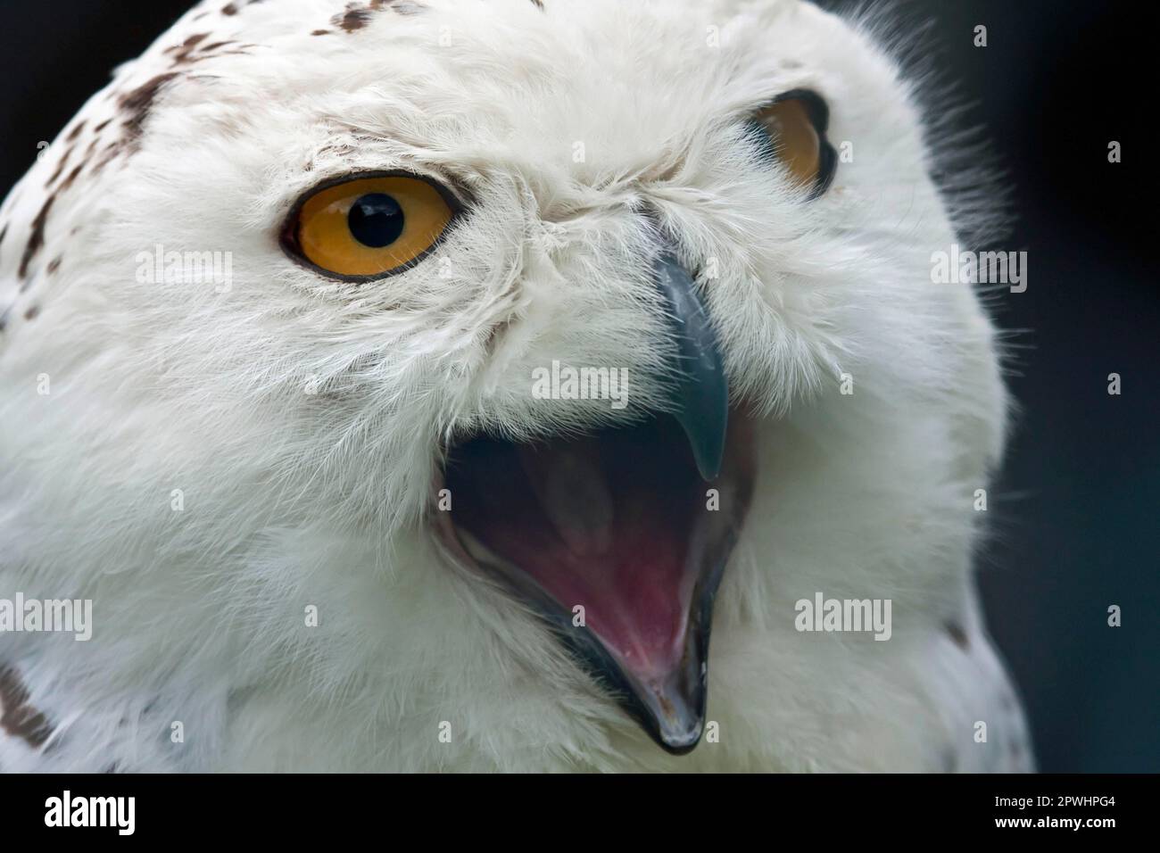 Snowy owl face hi-res stock photography and images - Alamy