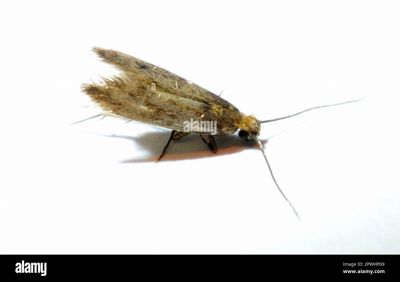 Clothes moth hi-res stock photography and images - Alamy