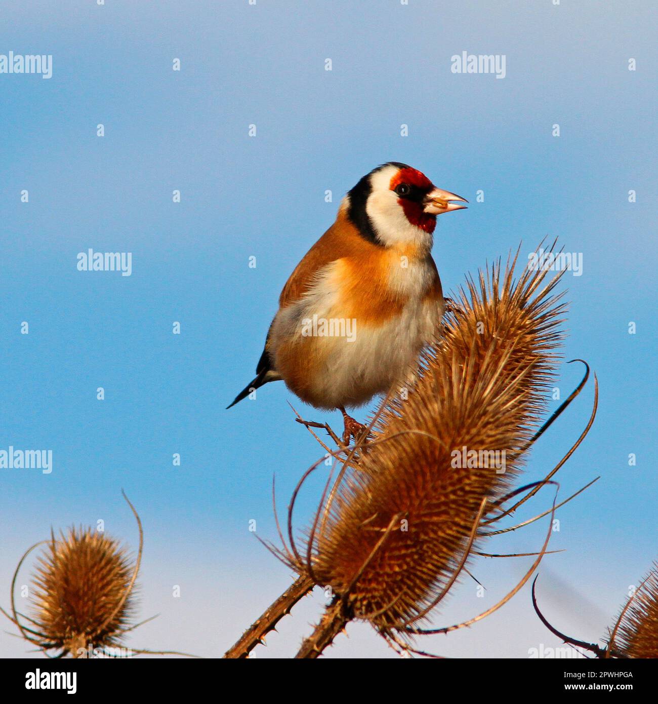 Mature goldfinch hi-res stock photography and images - Alamy