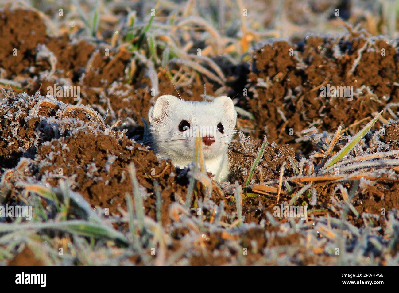 Outdoor coat hi-res stock photography and images - Alamy