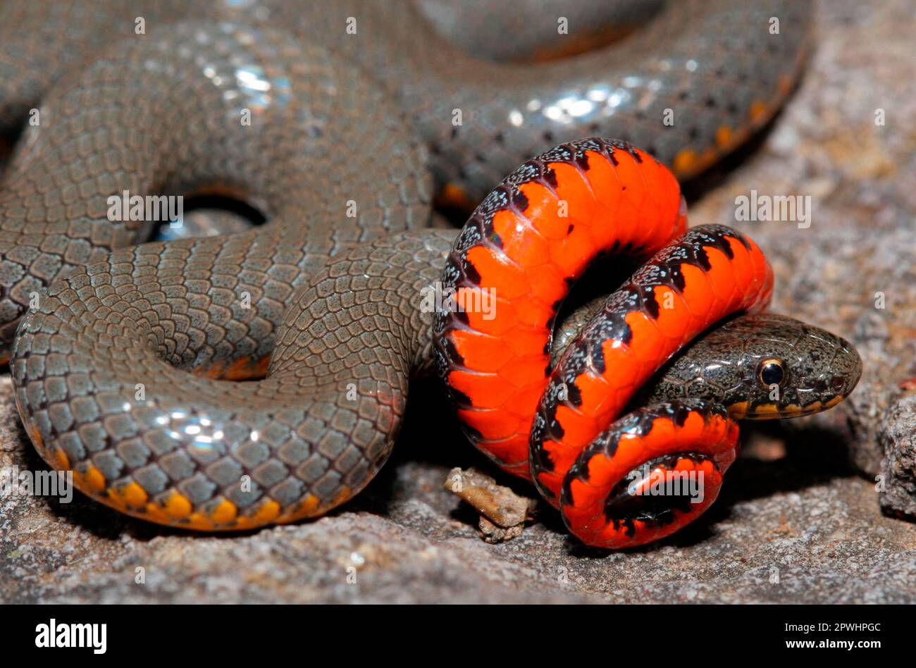 Necked snake hi-res stock photography and images - Alamy