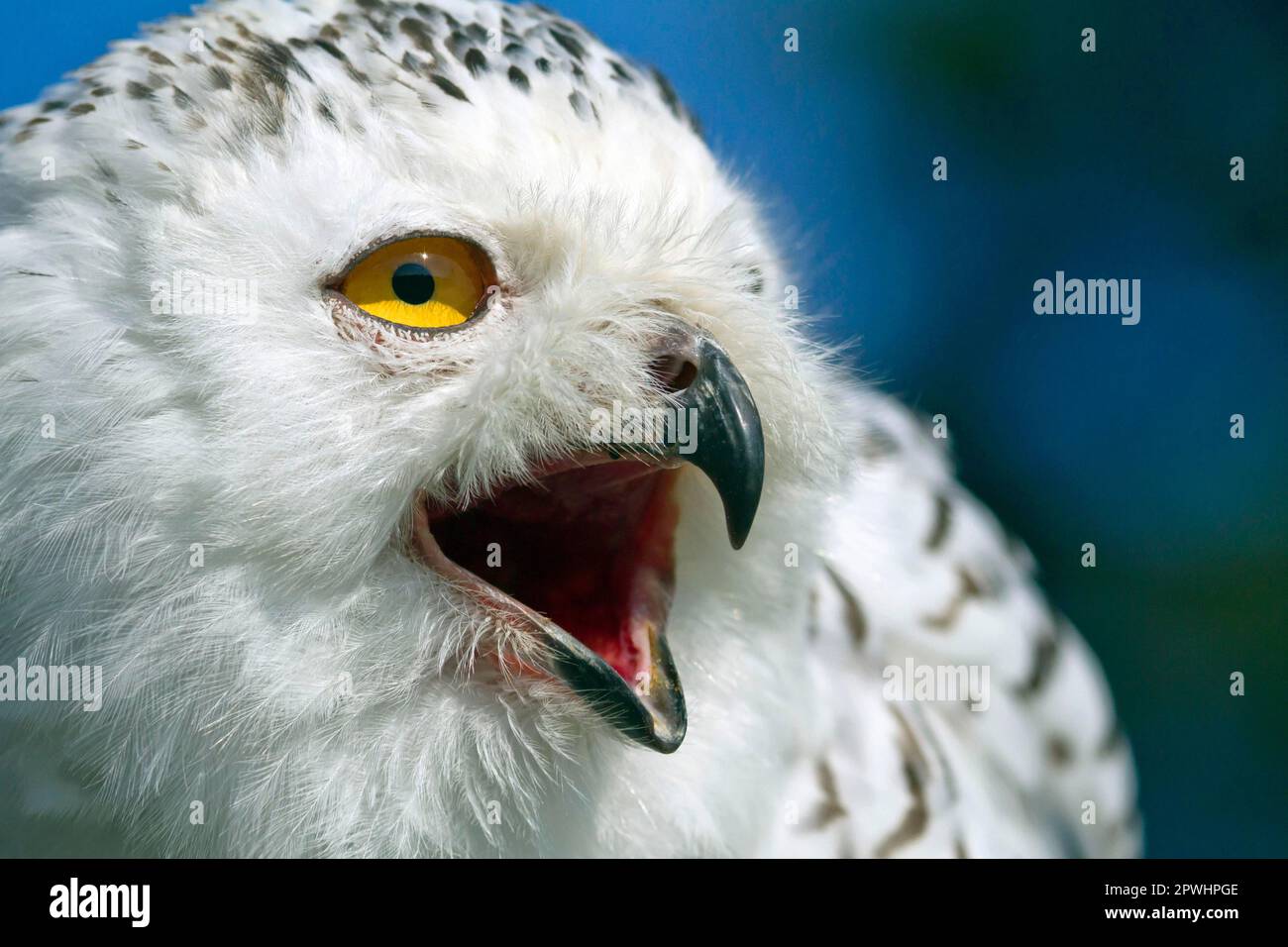 Snowy owl face hi-res stock photography and images - Alamy