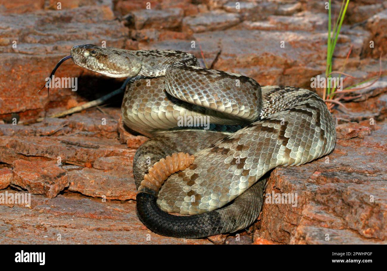 Black tailed rattlesnake hi-res stock photography and images - Alamy