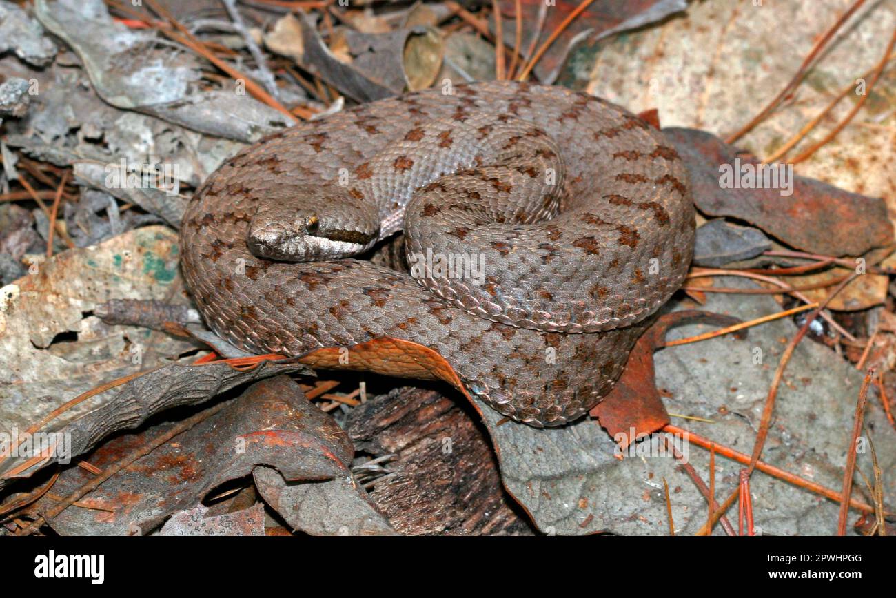 Scaled prices hi-res stock photography and images - Alamy