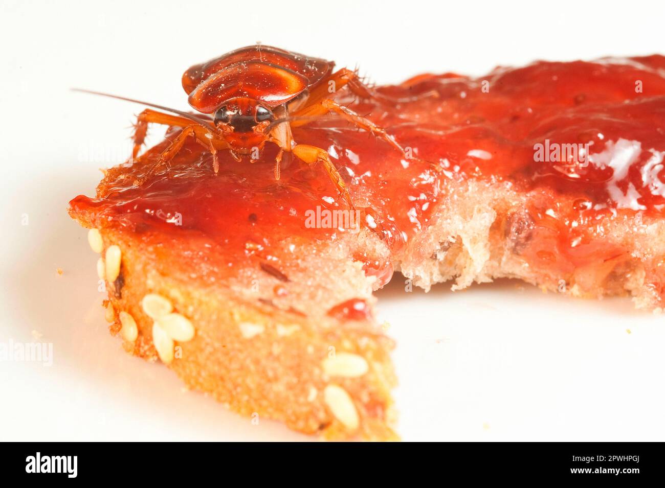 Kitchen cockroach hi-res stock photography and images - Alamy