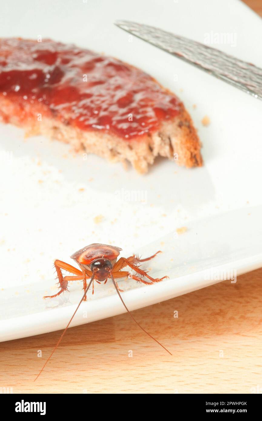 Cockroach photo hi-res stock photography and images - Alamy