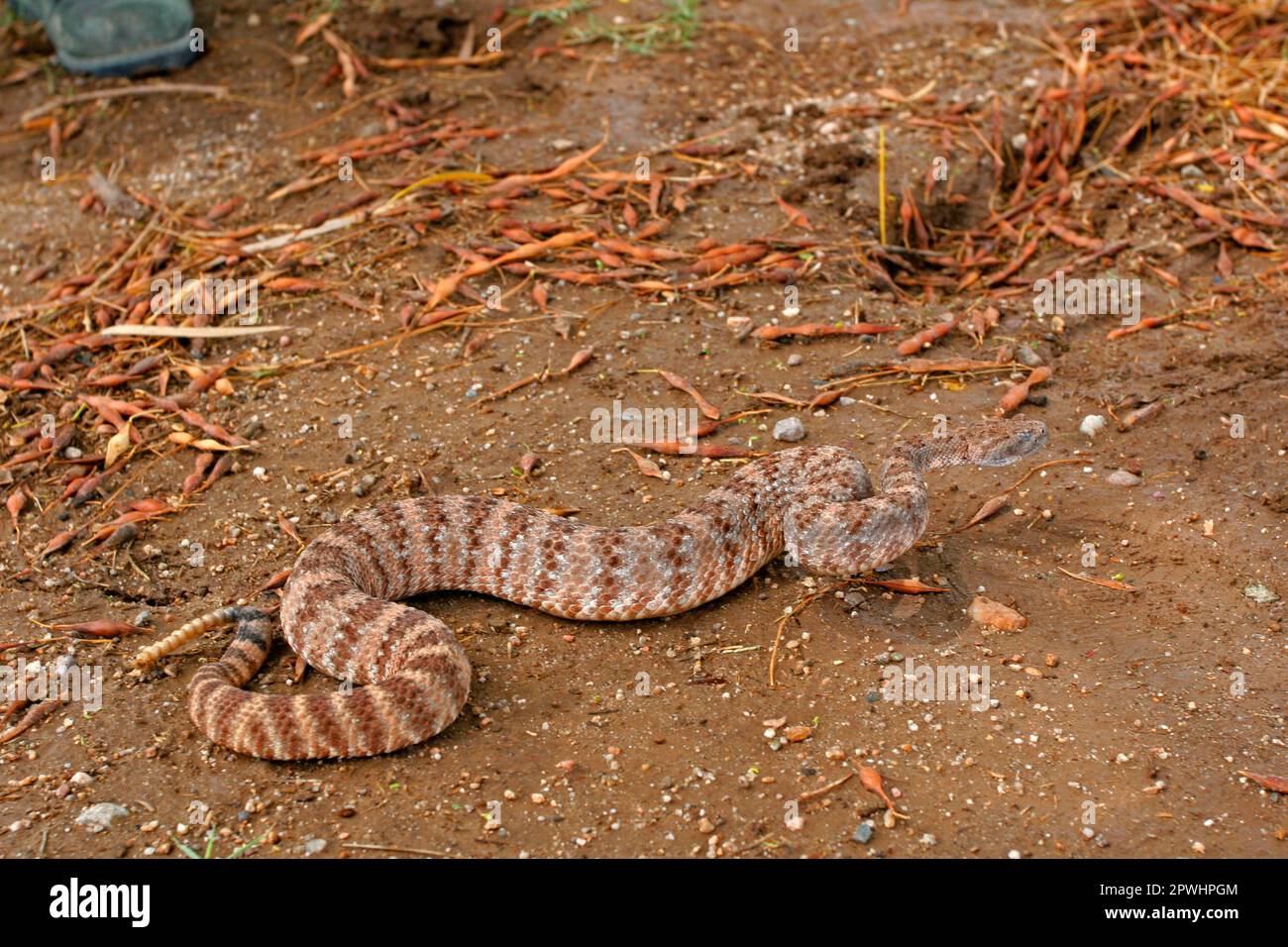 Speckled rattlesnake hi-res stock photography and images - Alamy
