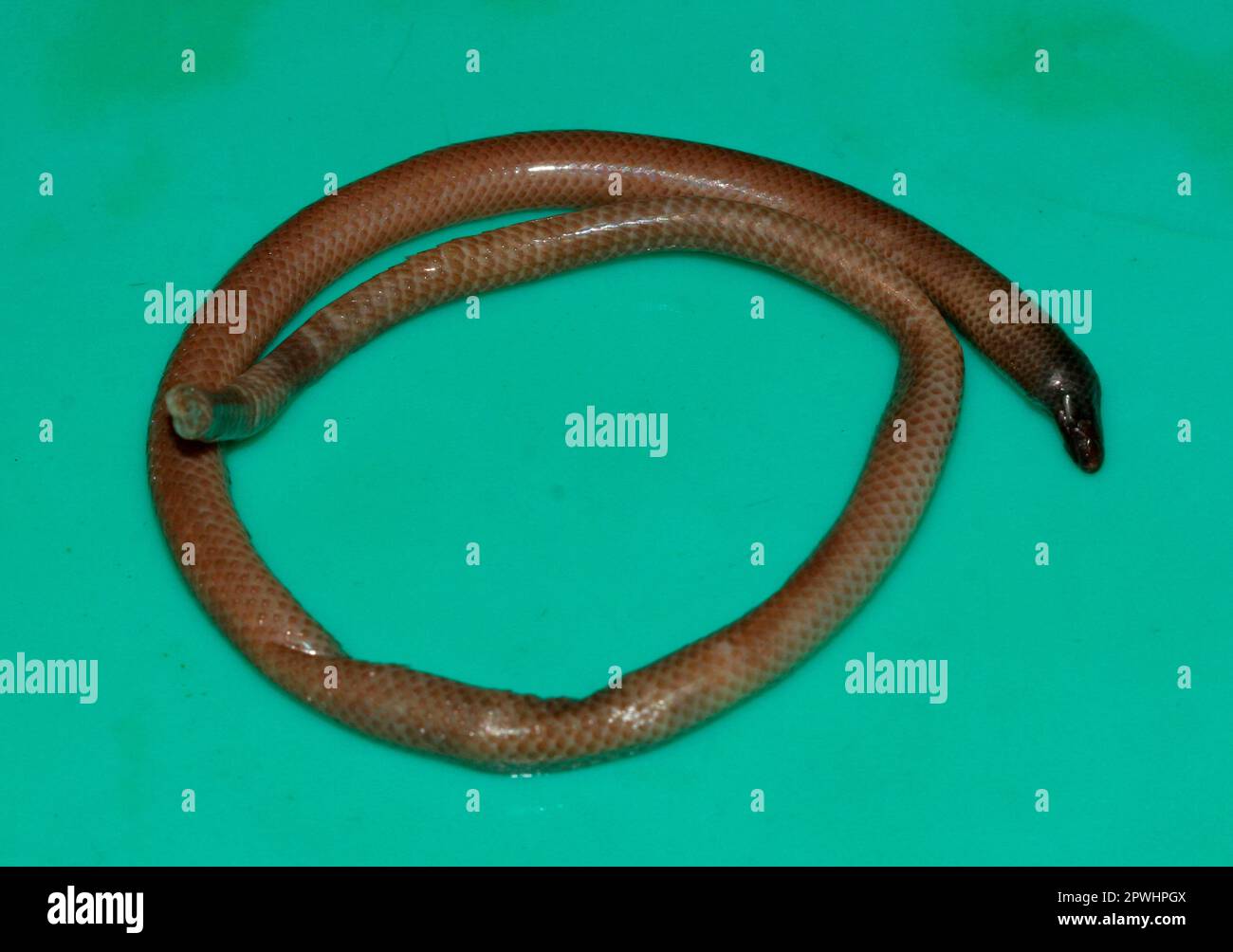 Mature mexican hi-res stock photography and images - Alamy