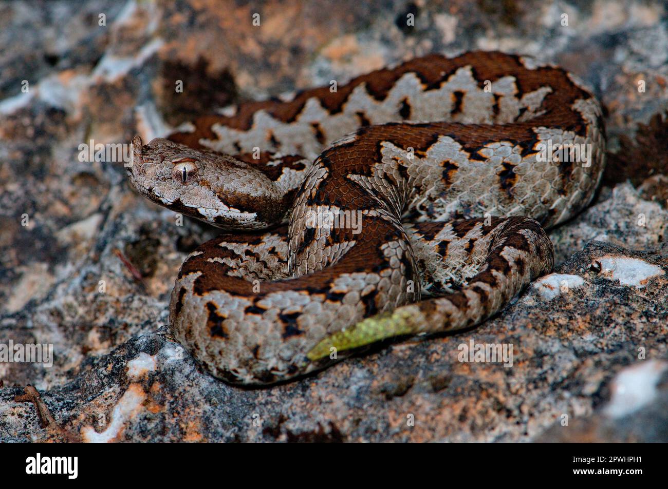 Young adder hi-res stock photography and images - Alamy