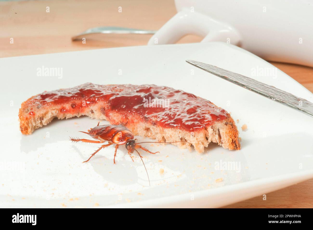 Cockroach food hi-res stock photography and images - Alamy