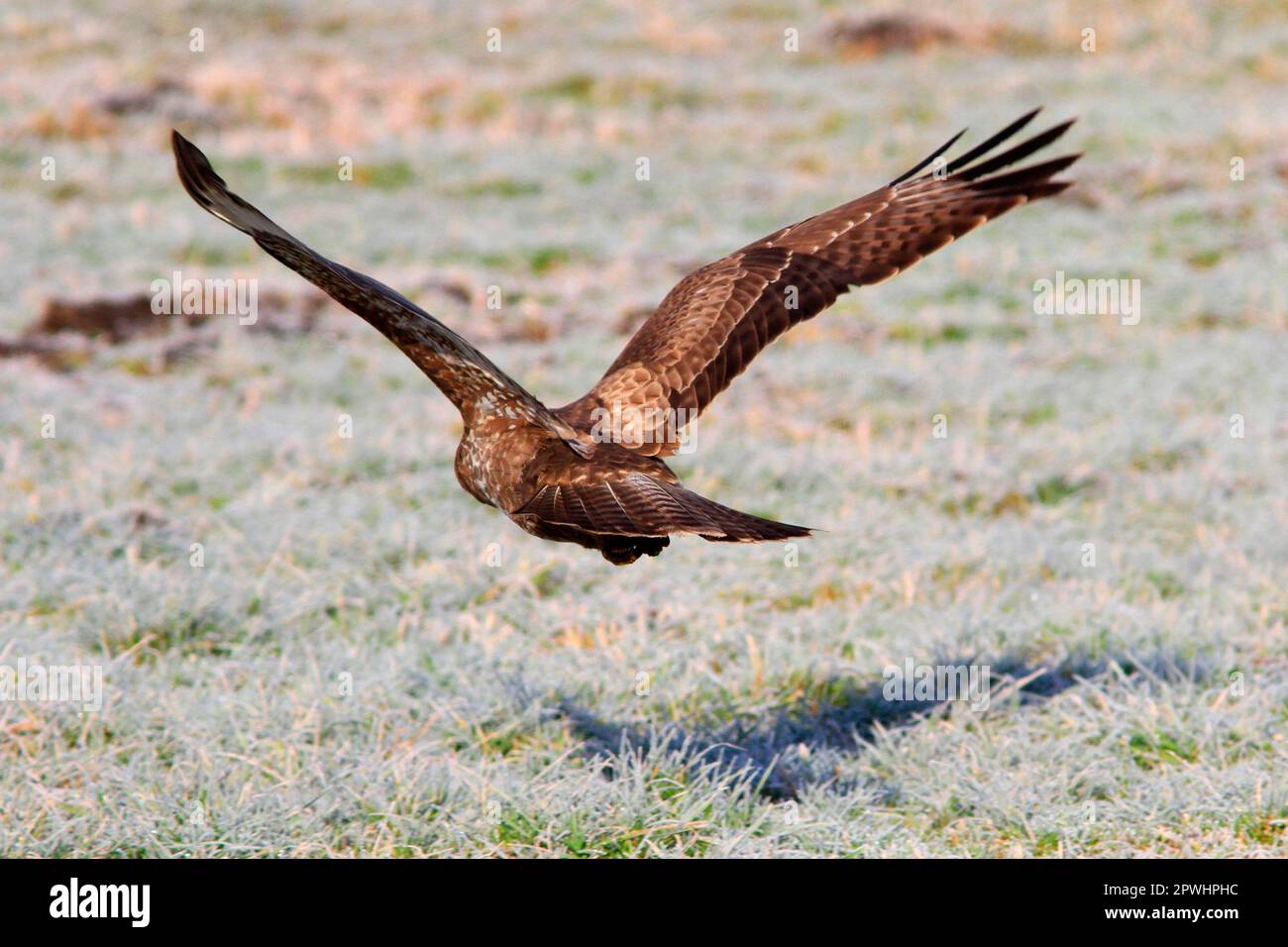 Buzzard in the frost hi-res stock photography and images - Alamy
