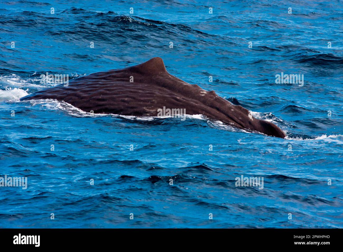 Mature sperm whale hi-res stock photography and images - Alamy