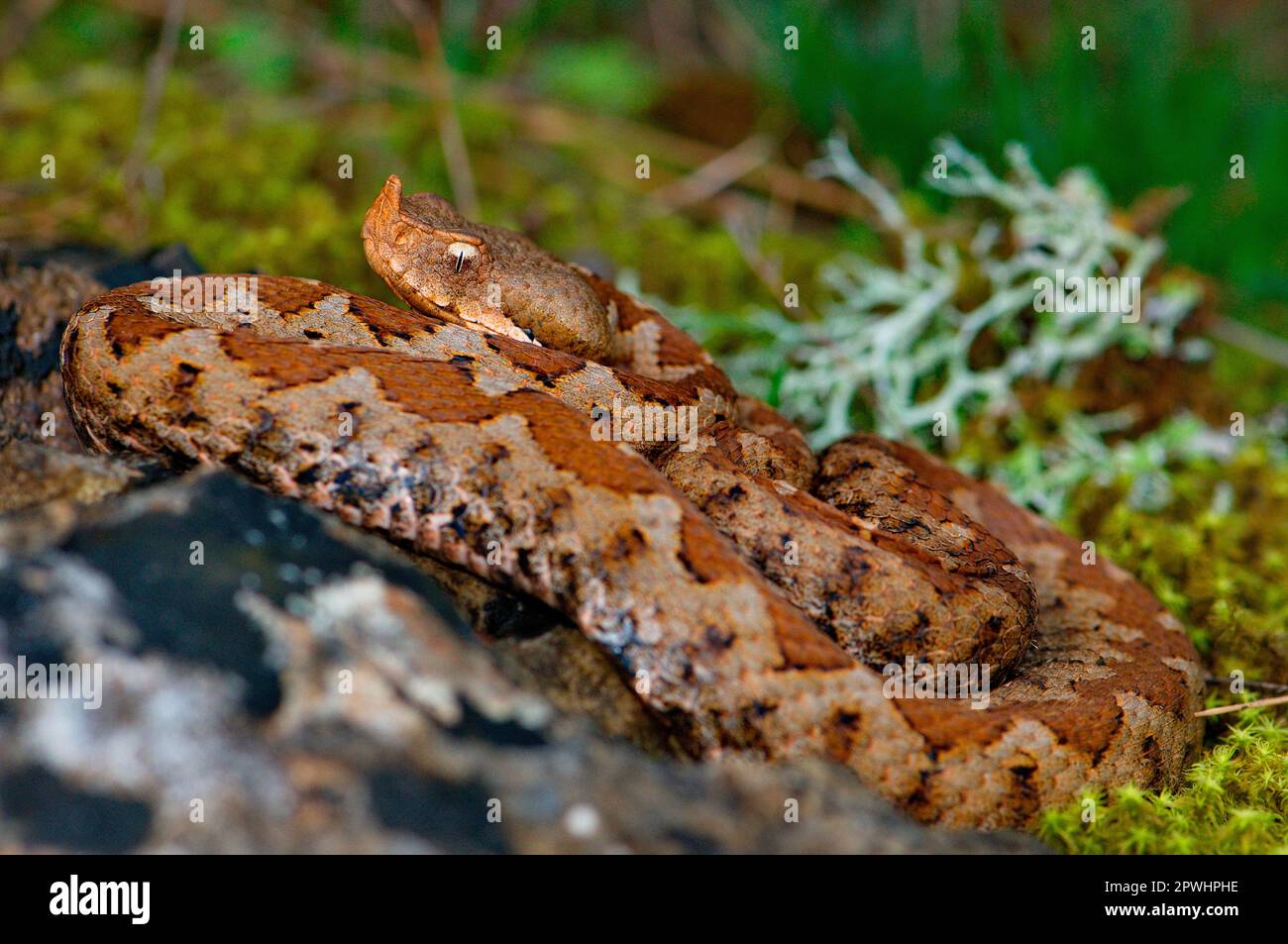 Southern horned viper Stock Photo - Alamy