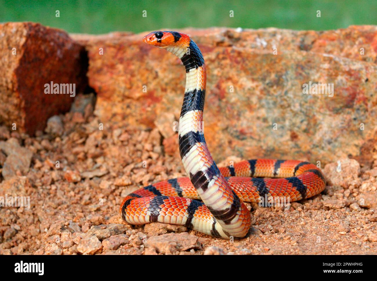 South African Coral Snake Stock Photo - Alamy