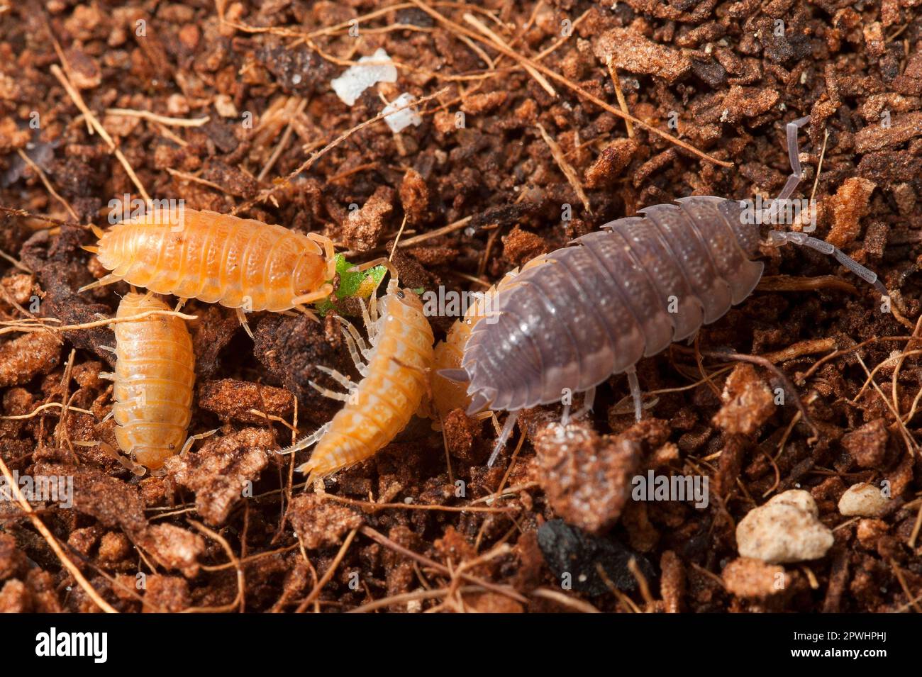 Woodlouse woodlice hi-res stock photography and images - Alamy