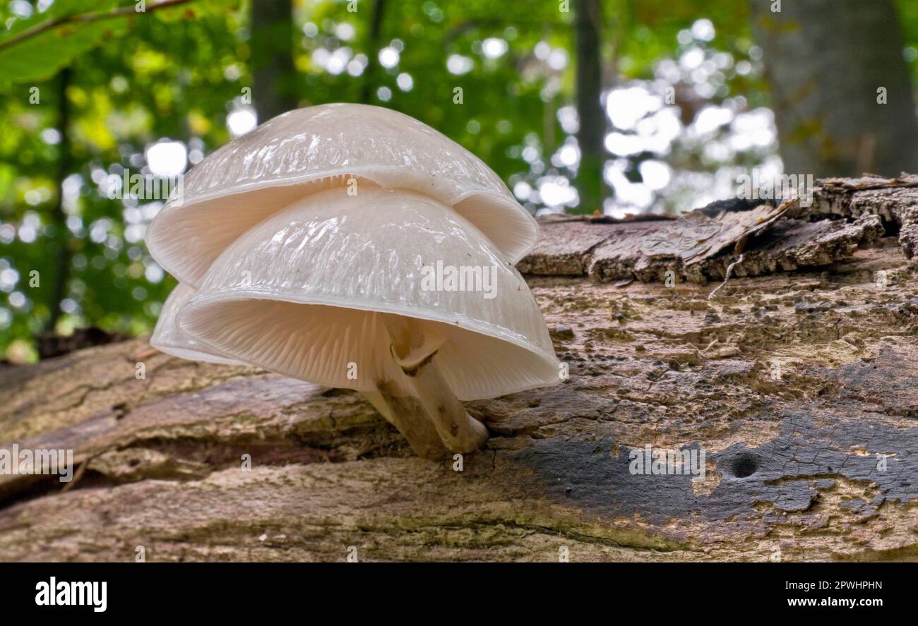 Ruffle mushroom hi-res stock photography and images - Alamy