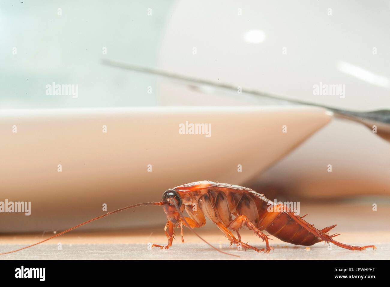 Cockroach side view hi-res stock photography and images - Alamy