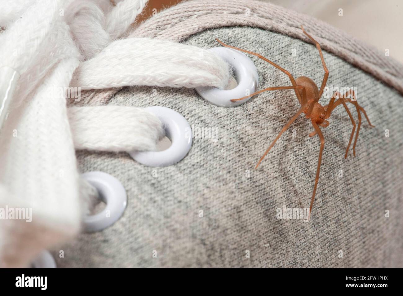 House spider on shoe Stock Photo - Alamy