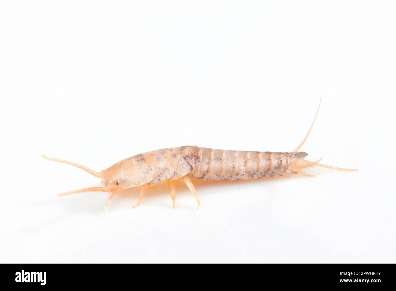 Silverfish hi-res stock photography and images - Alamy