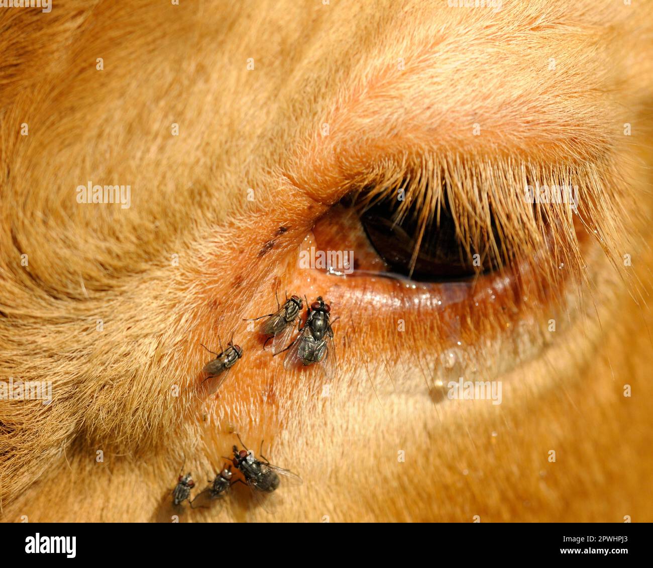 Domestic cattle, flies on the eye Stock Photo - Alamy