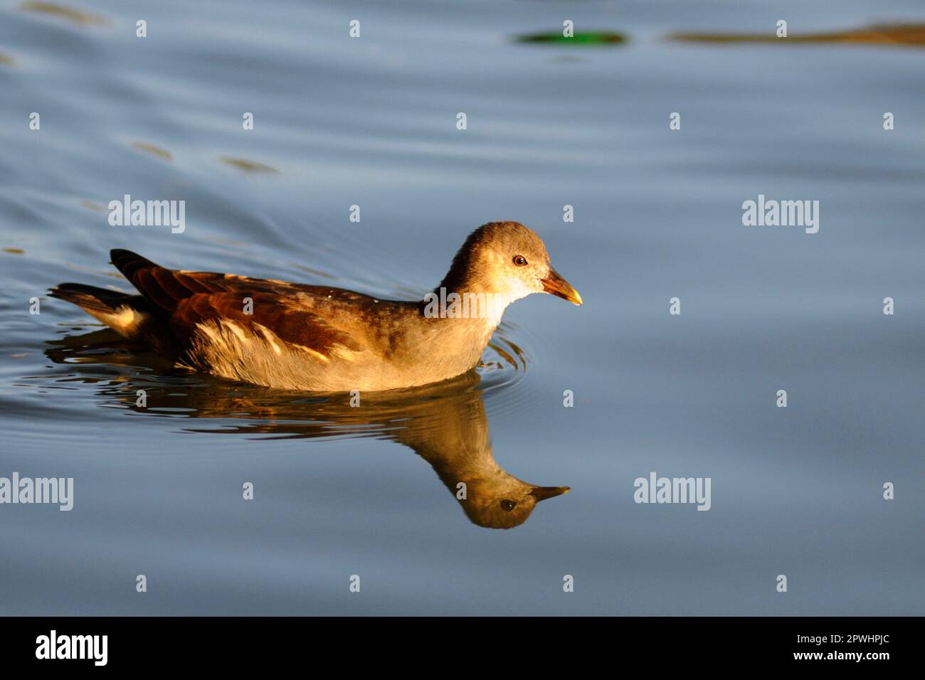 Moorhen young hi-res stock photography and images - Alamy
