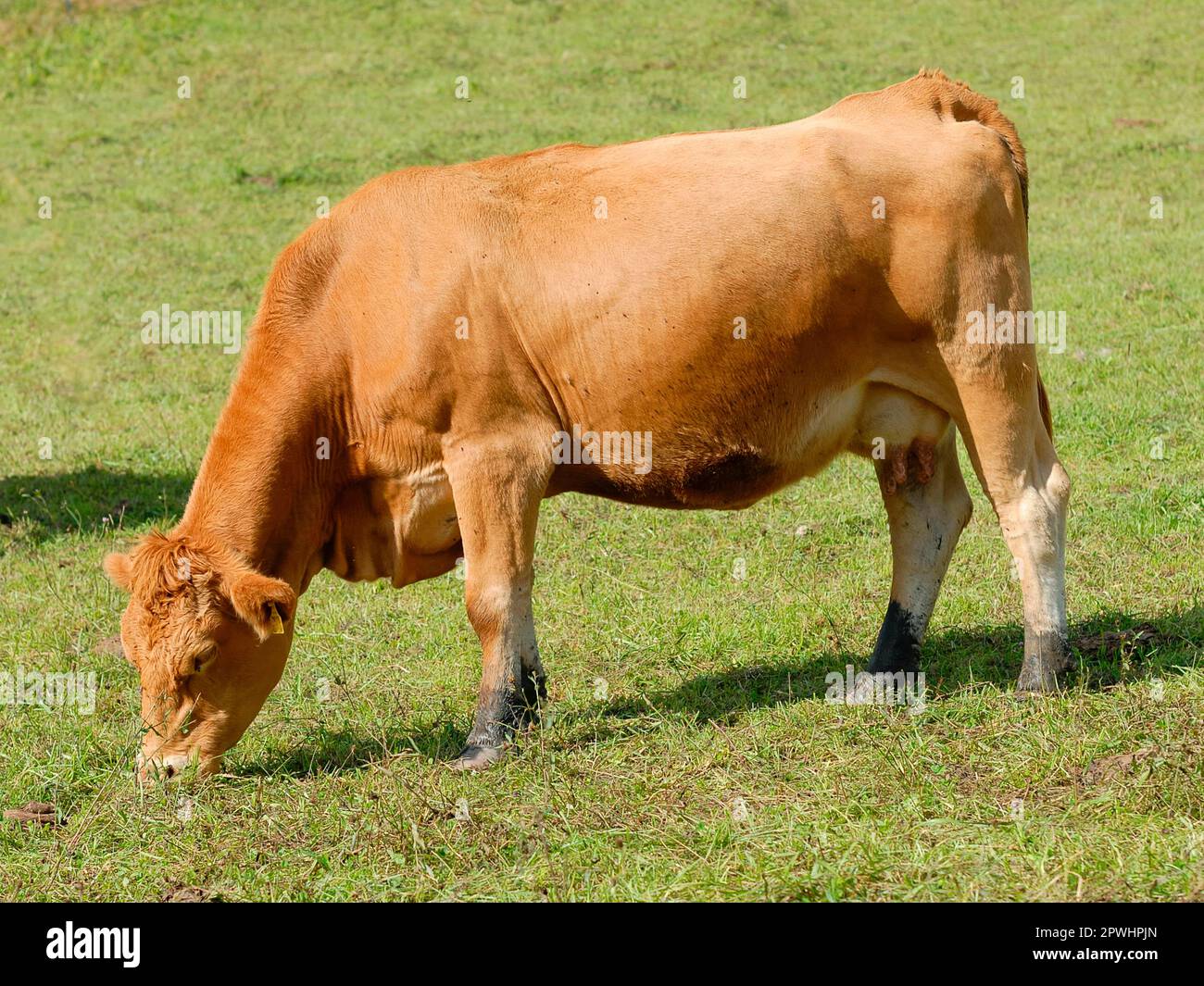 Breed dexter cattle hi-res stock photography and images - Alamy