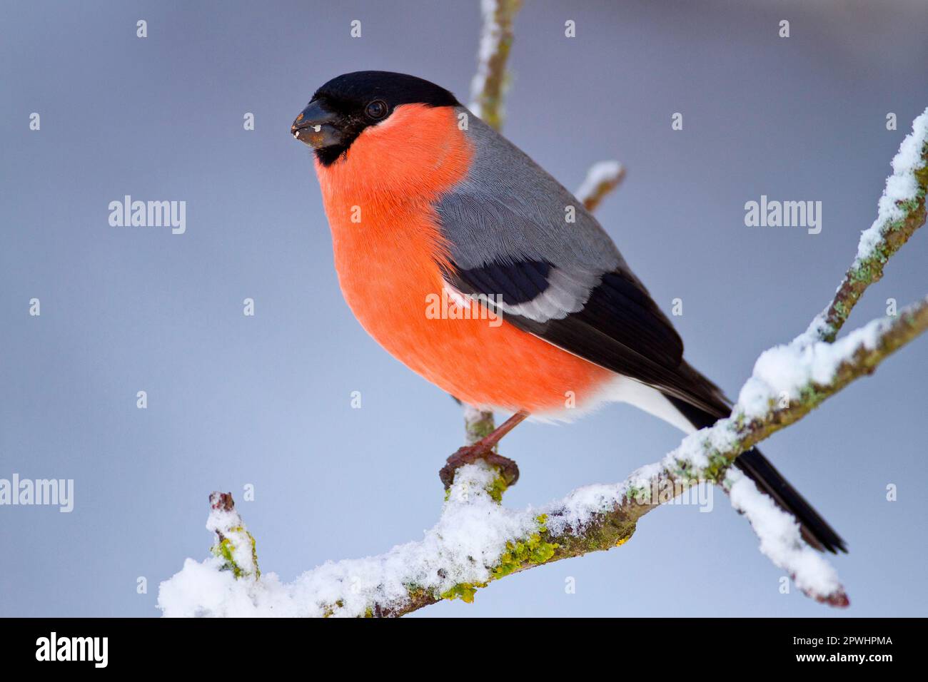 Bullfinch adult hi-res stock photography and images - Alamy