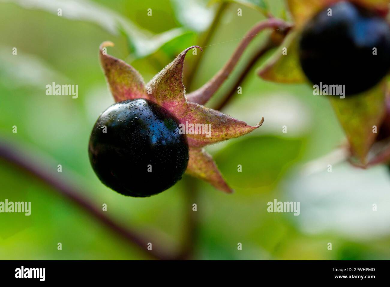 Belladonna belladonna hi-res stock photography and images - Alamy