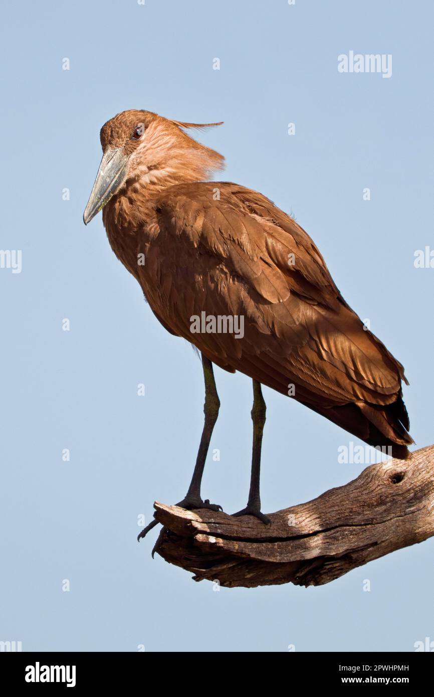 Hamerkop by water hi-res stock photography and images - Alamy