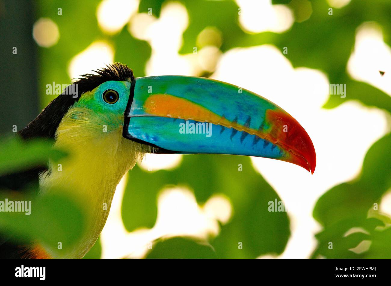 Toucan stand hi-res stock photography and images - Alamy