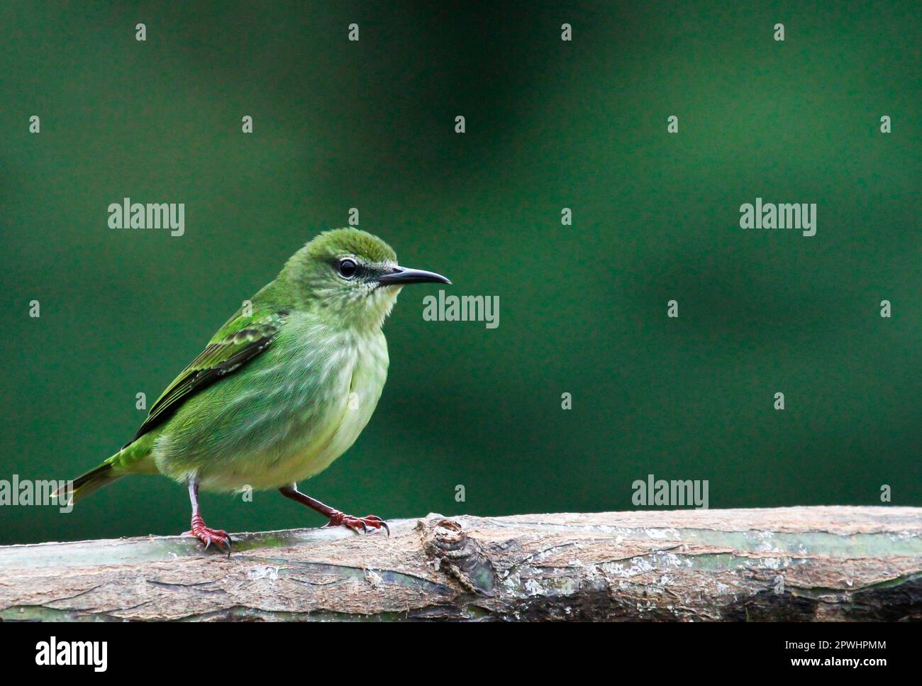 Red-footed Honey Sucker Stock Photo - Alamy