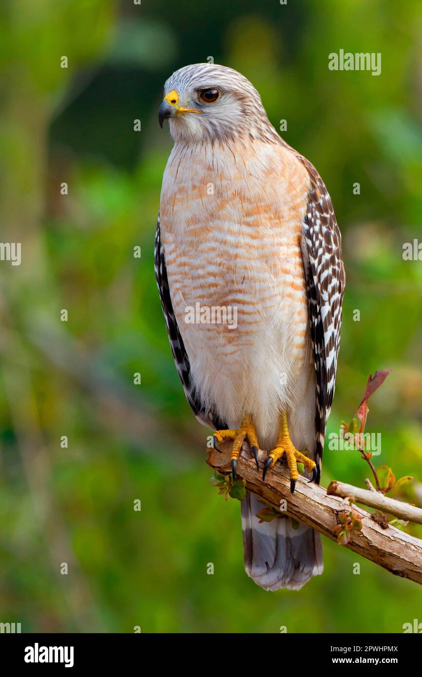 Mature hawk hi-res stock photography and images - Alamy