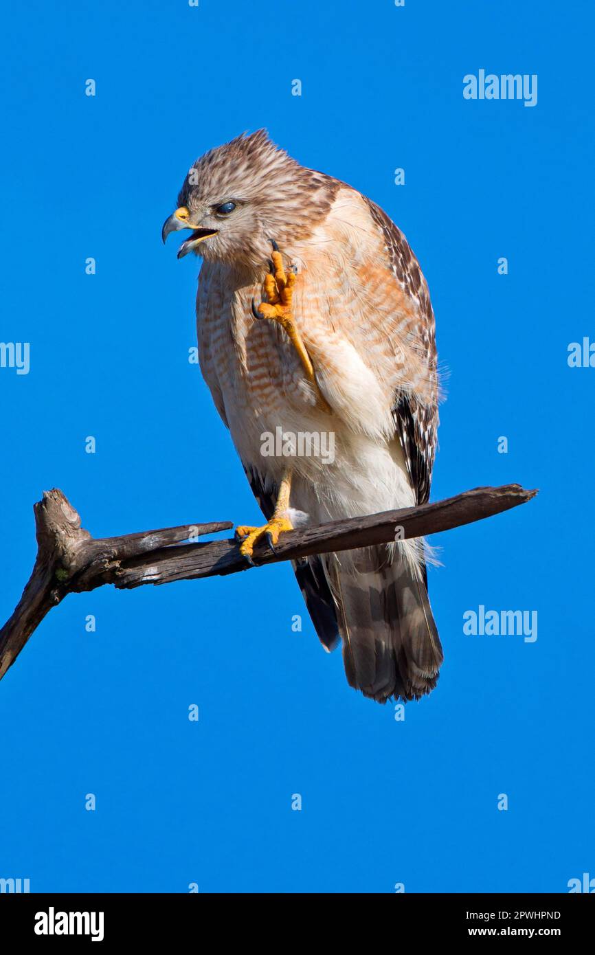 Mature hawk hi-res stock photography and images - Alamy