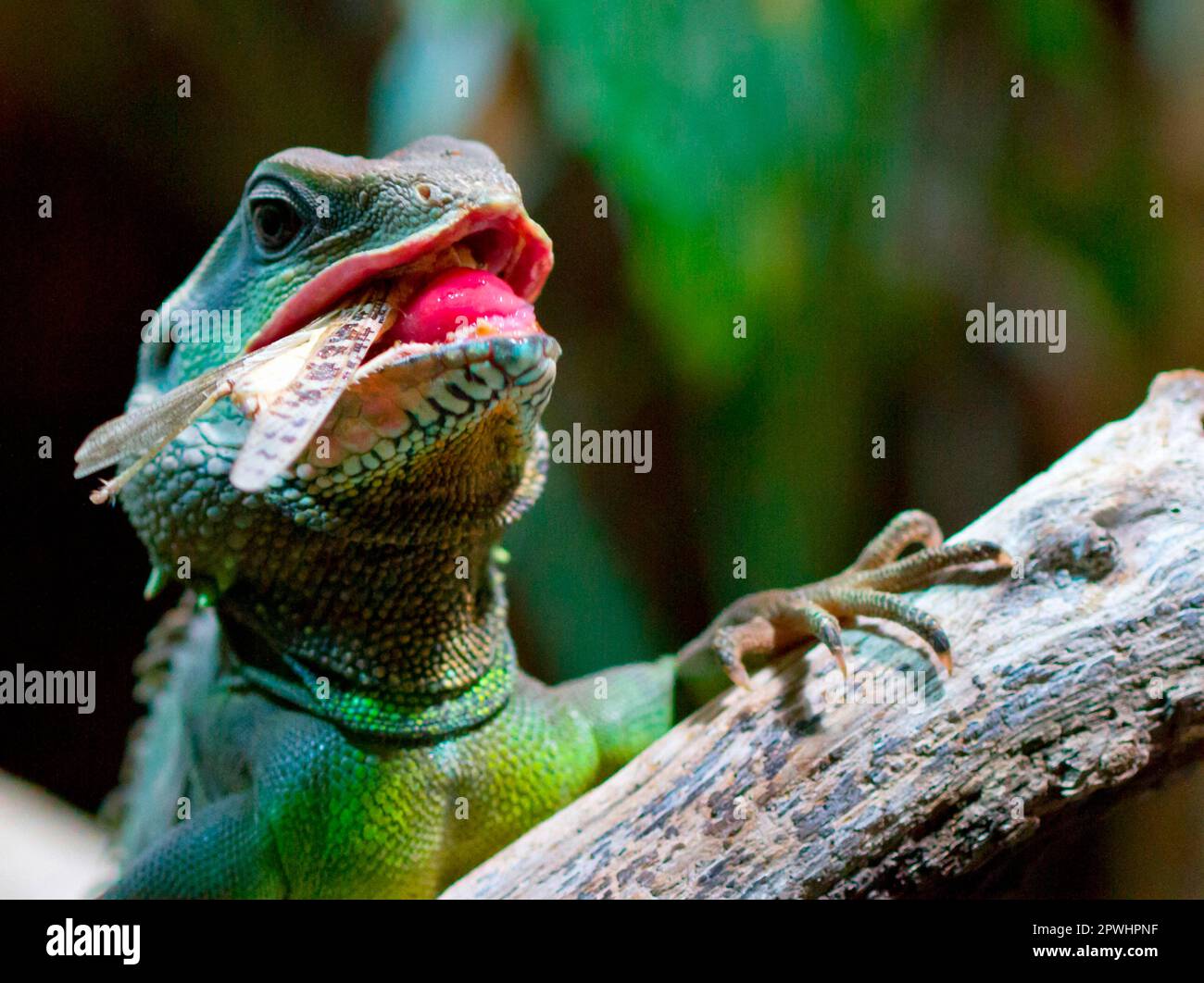 Green water dragon Stock Photo - Alamy