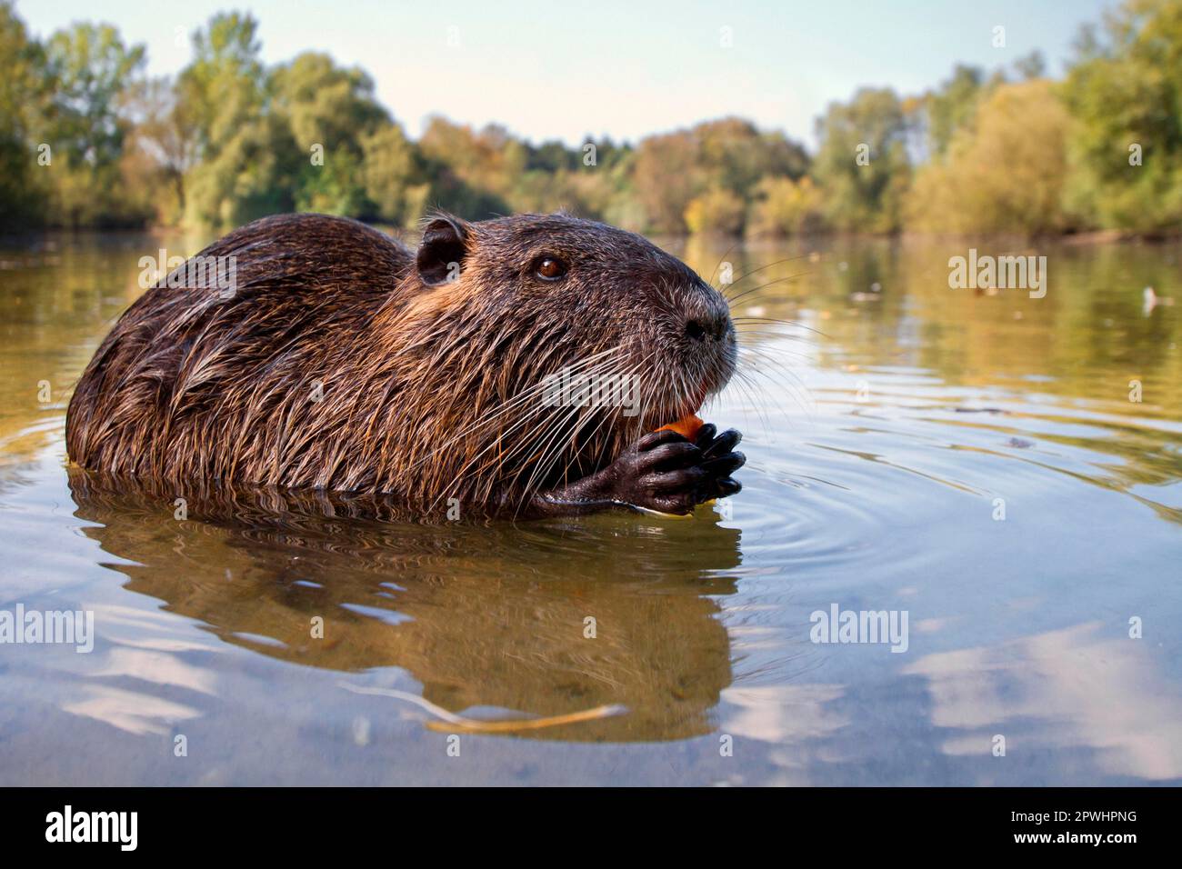 Wet rat hi-res stock photography and images - Alamy