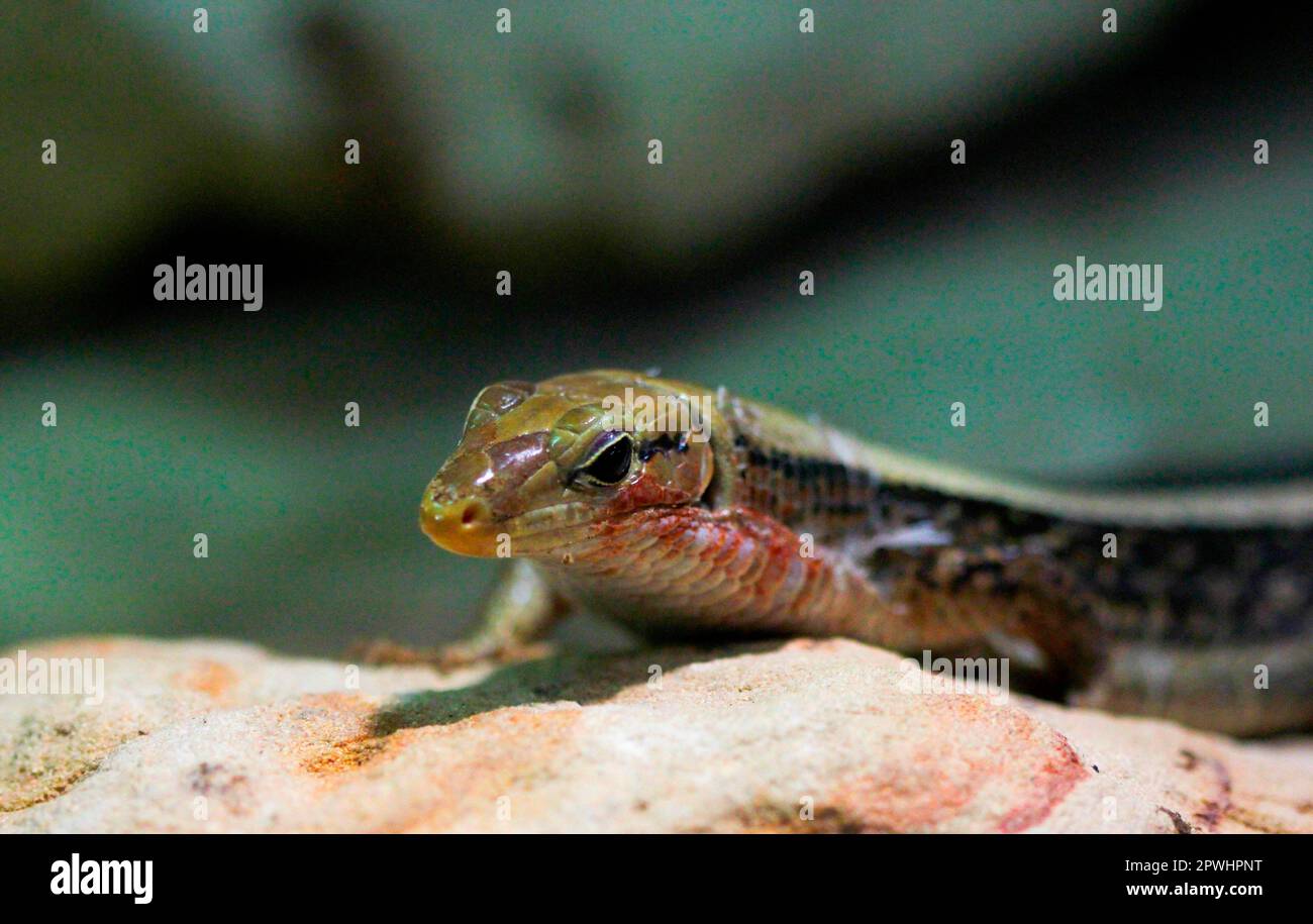 Wide tailed zonosaur hi-res stock photography and images - Alamy