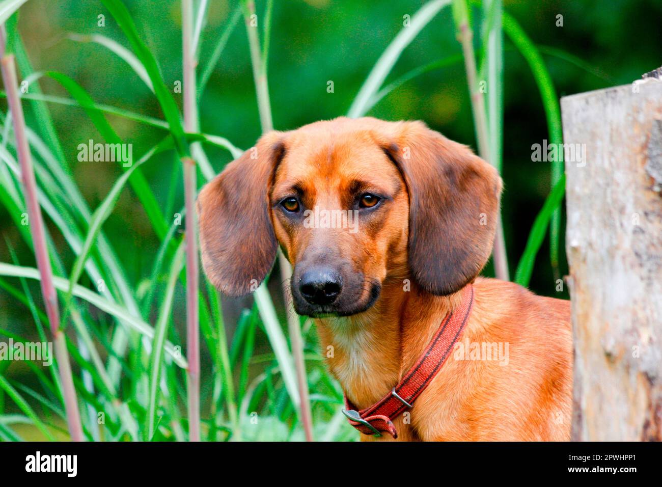 Tyrolean wildlife hi-res stock photography and images - Alamy