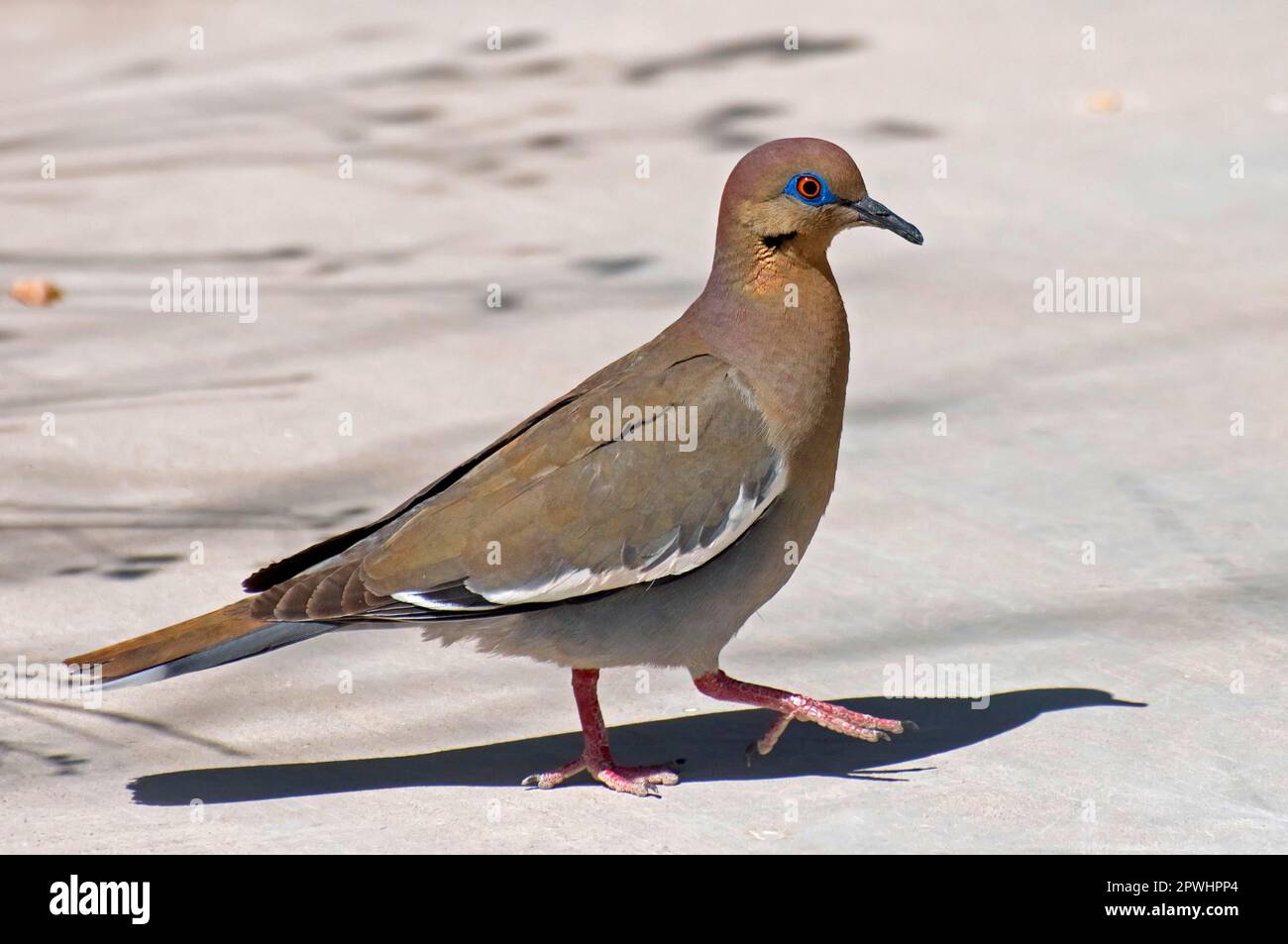 White dove side view hi-res stock photography and images - Alamy