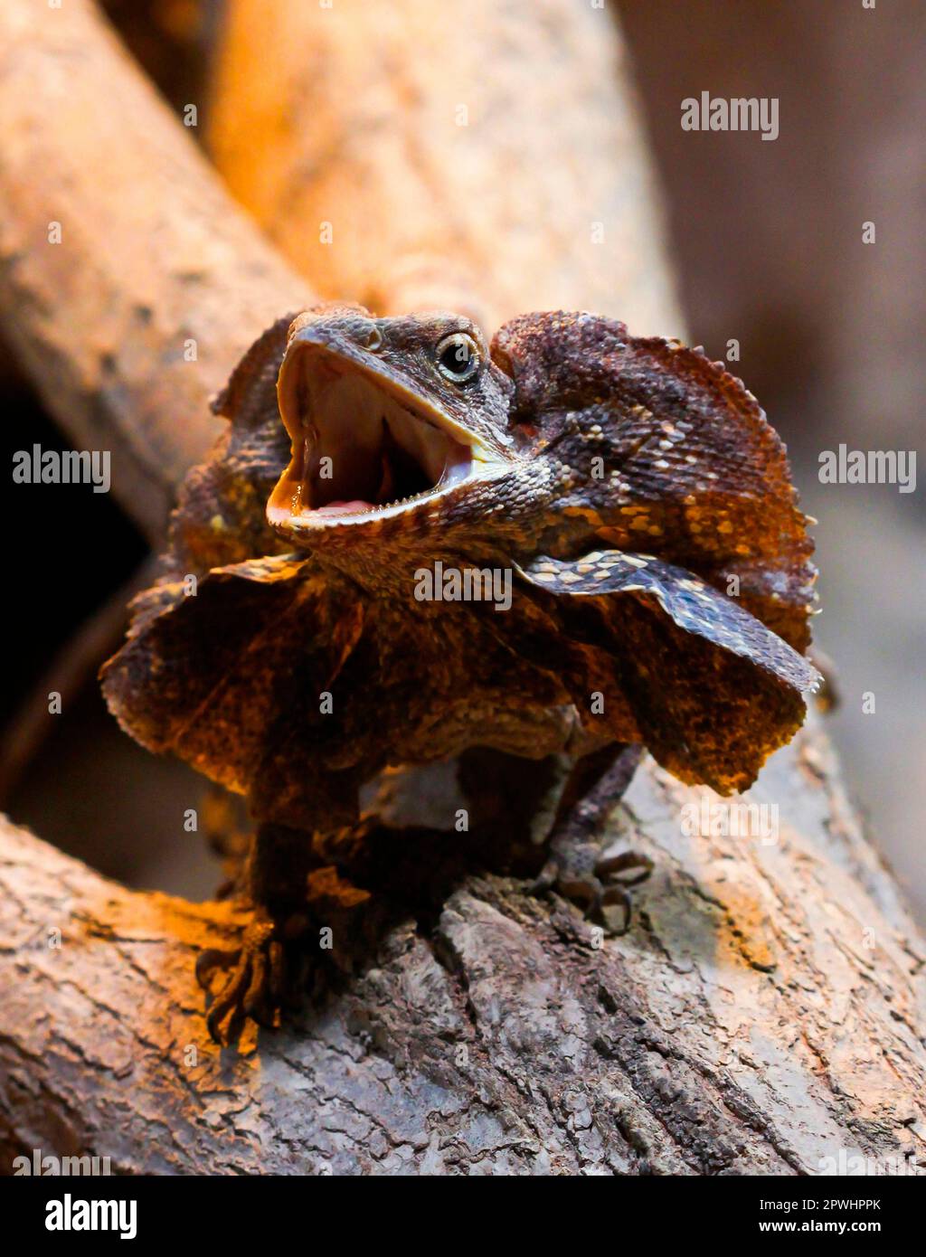 Upturned collar hi-res stock photography and images - Alamy