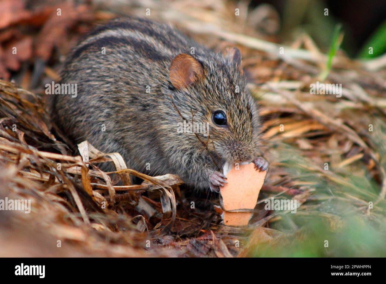African Grass Mouse Stock Photo - Alamy