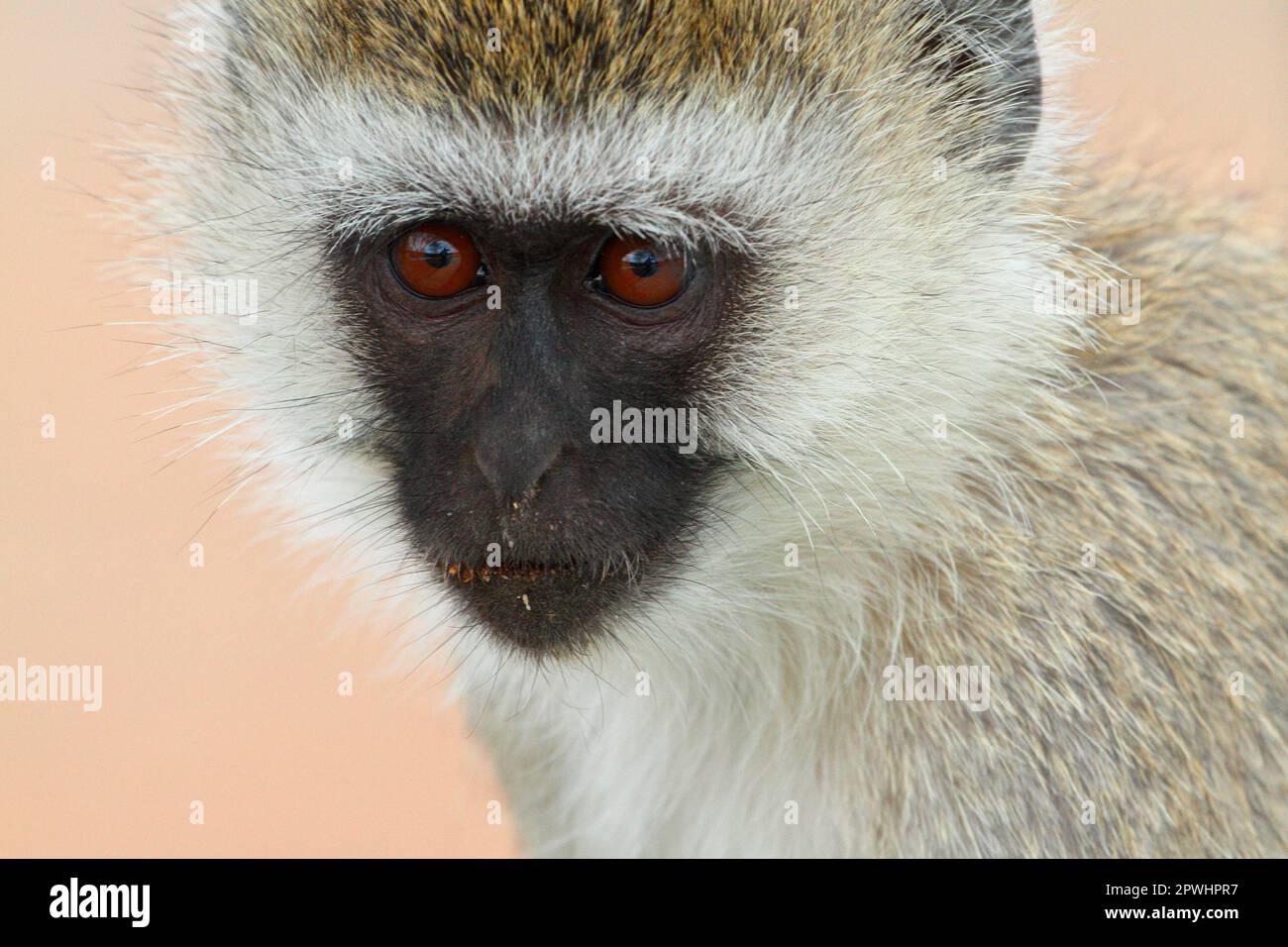 Southern green monkey, Tarangire National Park, Tanzania Stock Photo ...