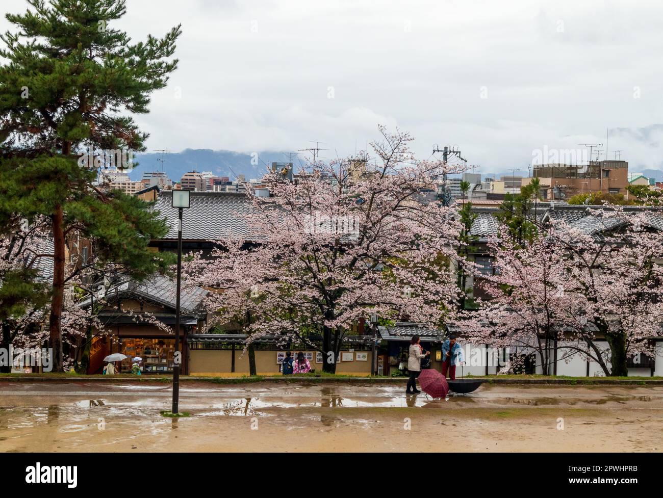 Hanami kyoto hi-res stock photography and images - Alamy