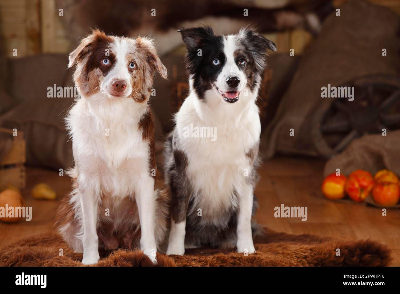 Miniature Australian Shepherds, females, red-merle and blue-merle Stock ...