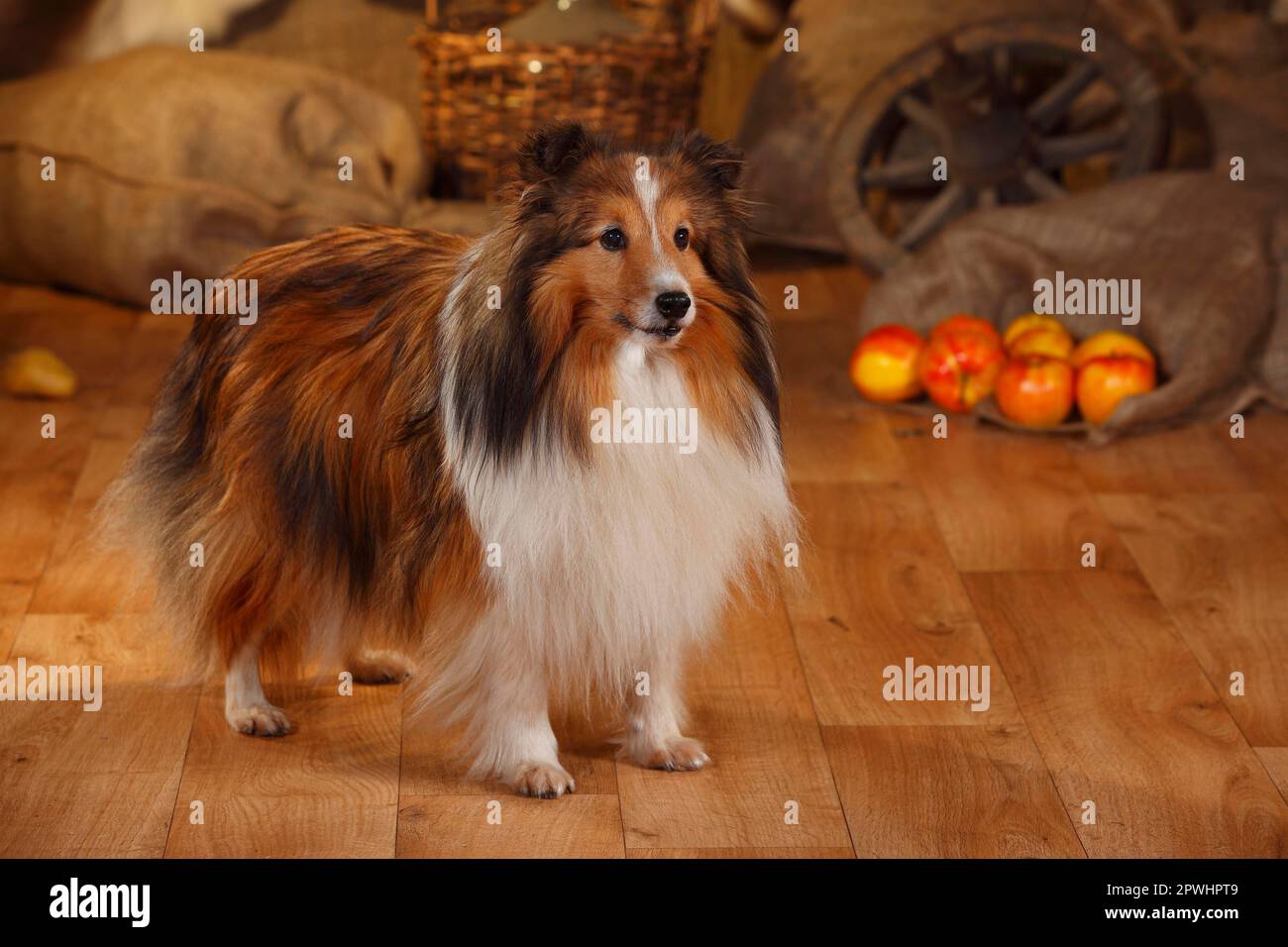 Sheltie years old shetland sheepdog hi-res stock photography and images ...
